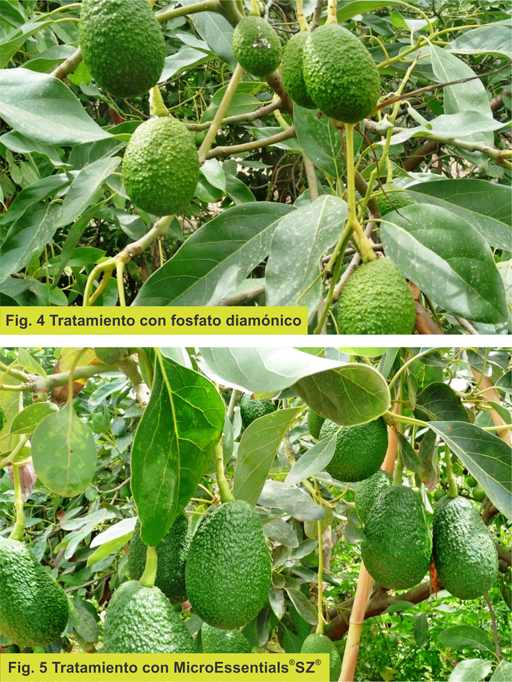 Efecto del MICROESSENTIALS SZ en el crecimiento y desarrollo del Palto ...