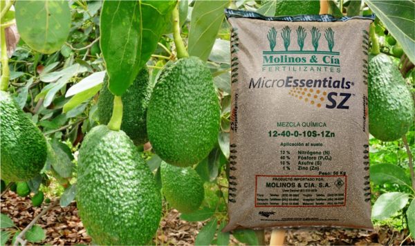 Efecto del MICROESSENTIALS SZ en el crecimiento y desarrollo del Palto ...
