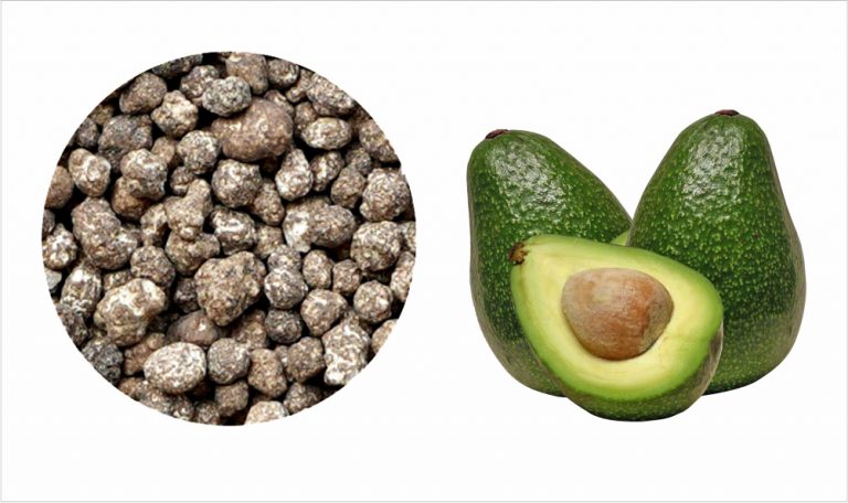 Efecto del MICROESSENTIALS SZ en el crecimiento y desarrollo del Palto ...