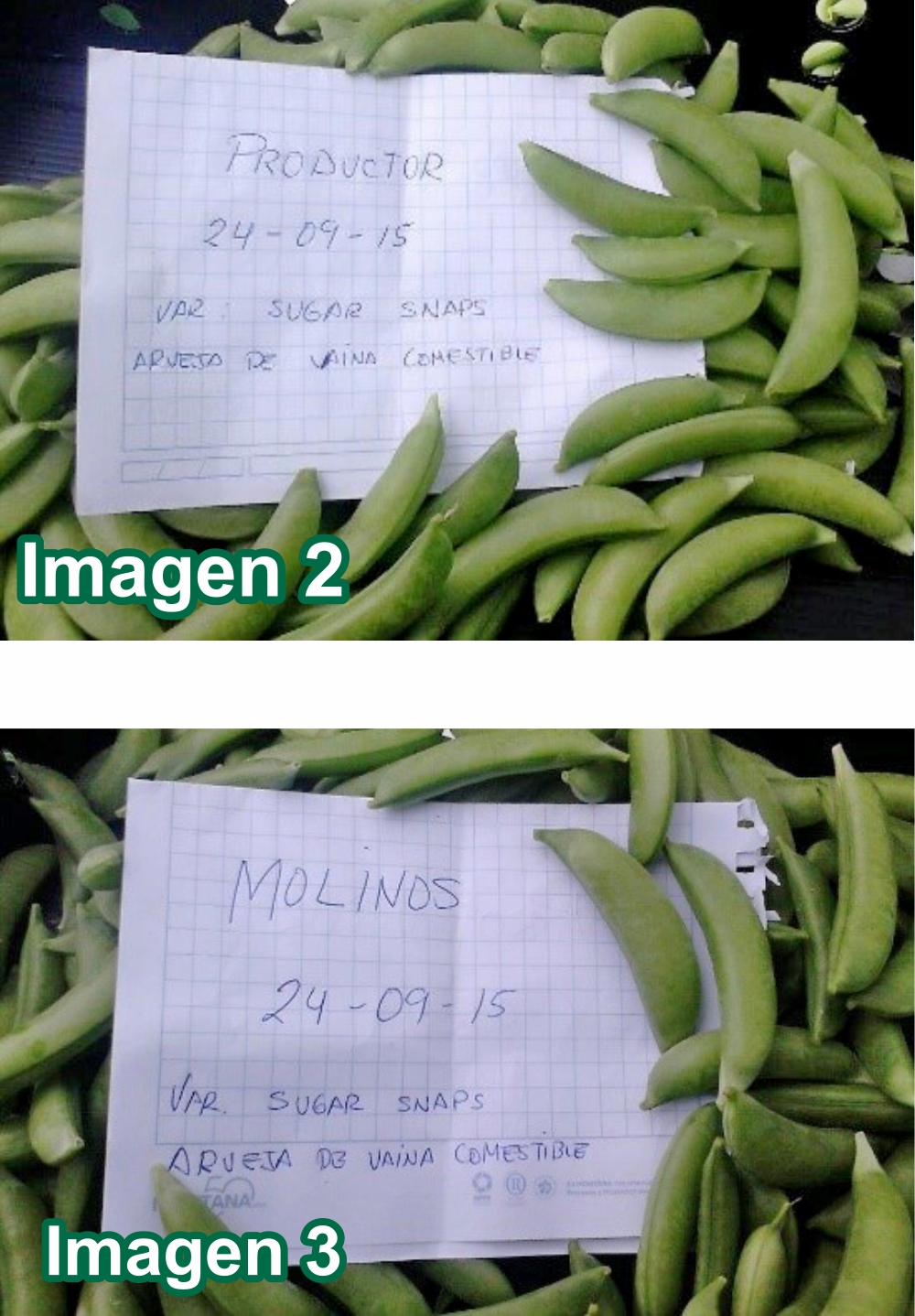 La Fertilización del cultivo de Holantao - Molinos & Cía