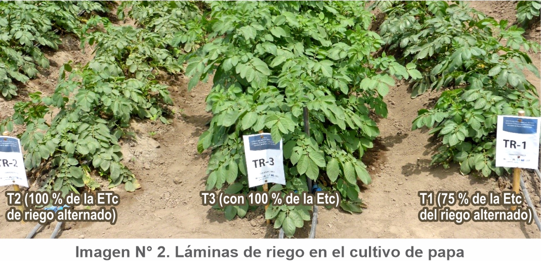 Uso Eficiente del Agua en el Cultivo de Papa - Molinos & Cía