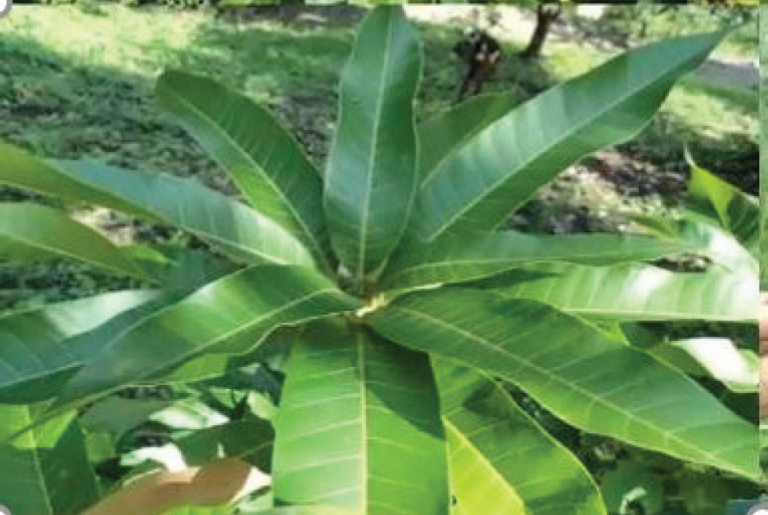 La Inducción Floral en el Cultivo de Mango - Molinos & Cía