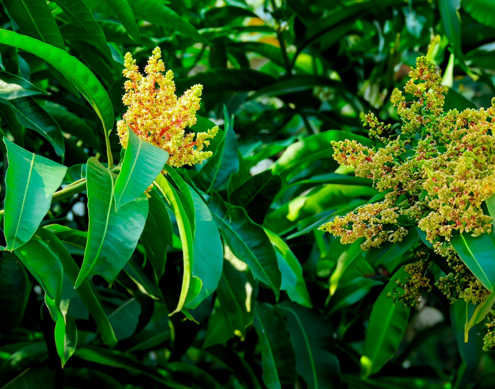 La Inducción Floral en el Cultivo de Mango - Molinos & Cía