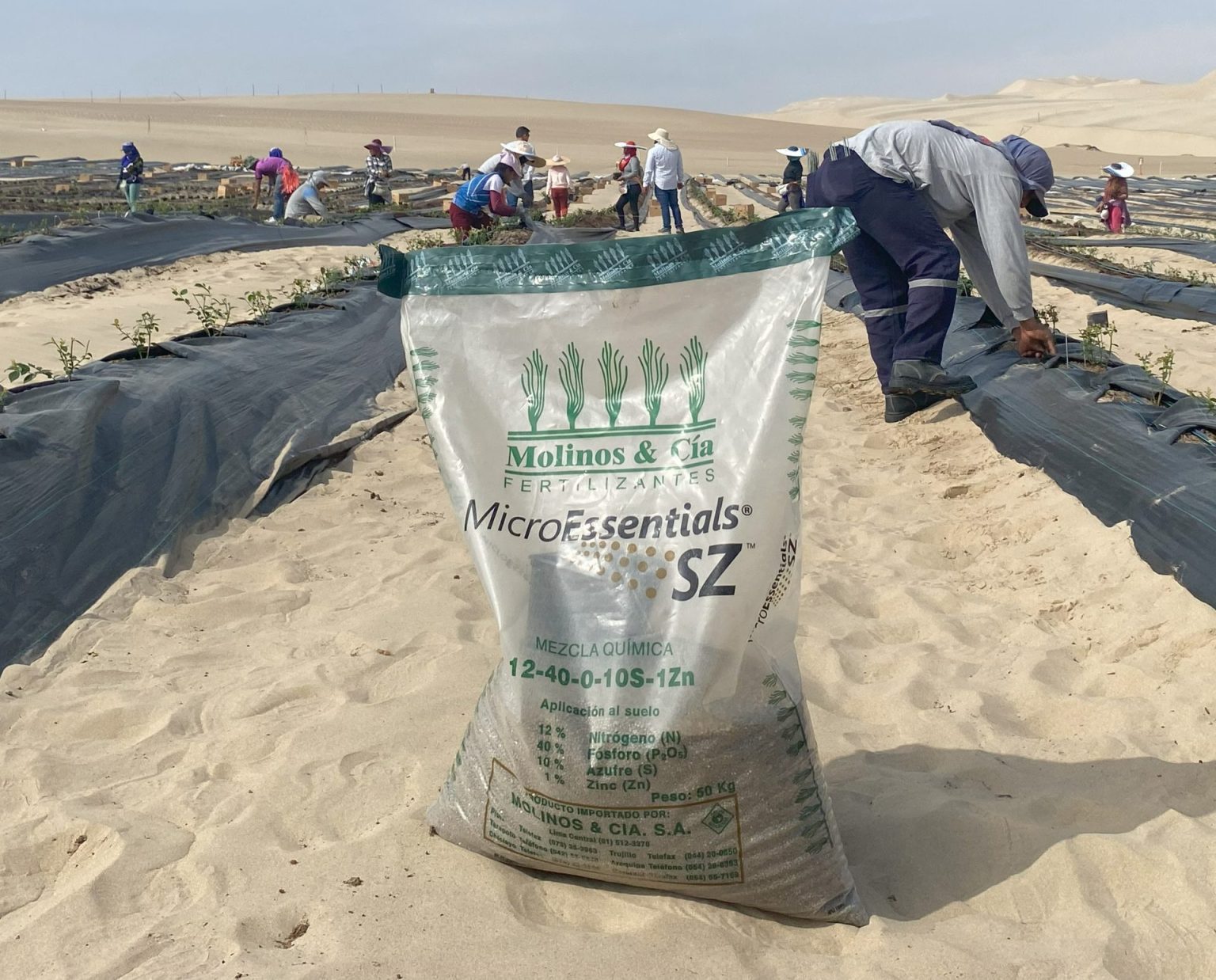 Fertilización en arándano Molinos & Cía