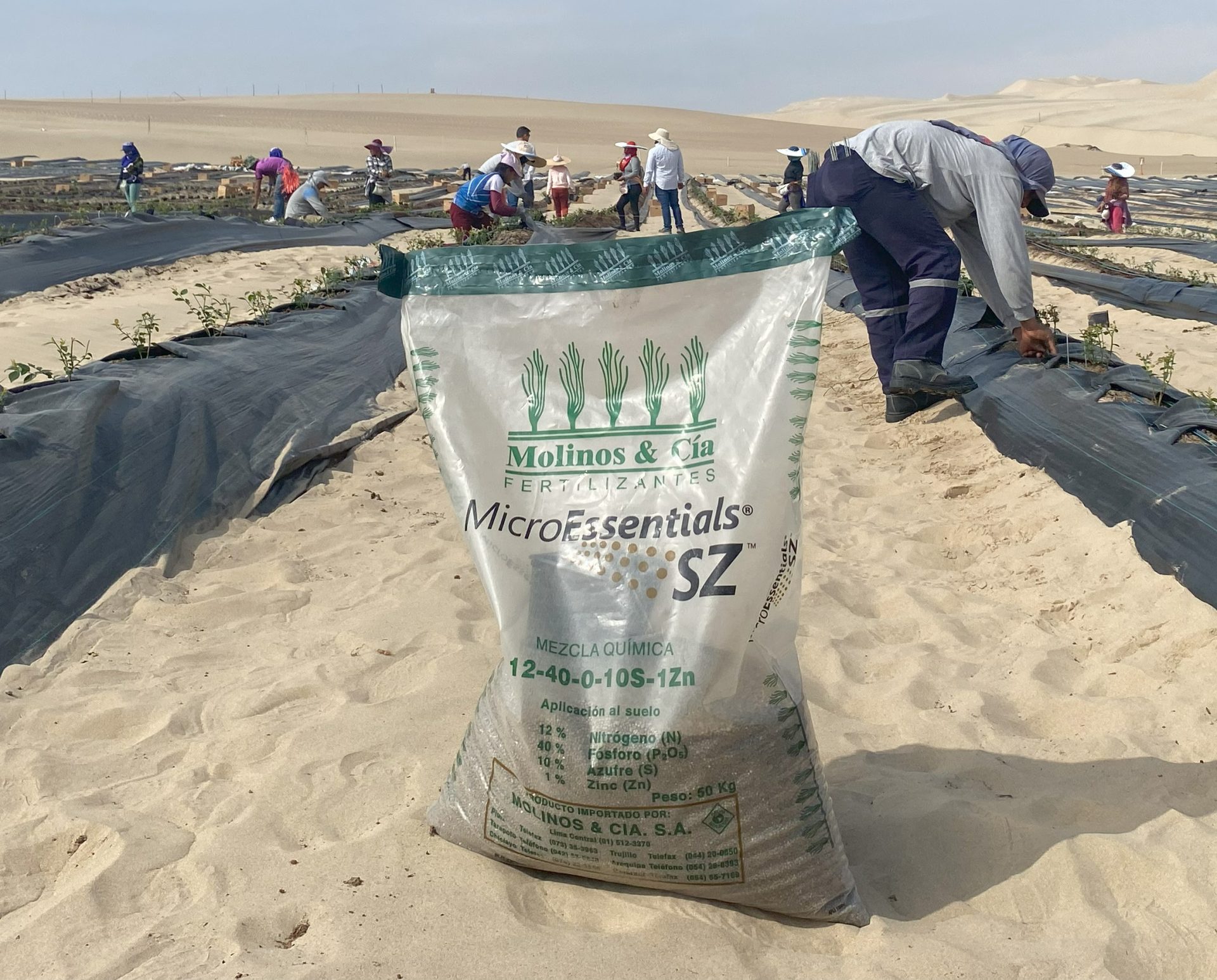 Fertilización en arándano Molinos & Cía