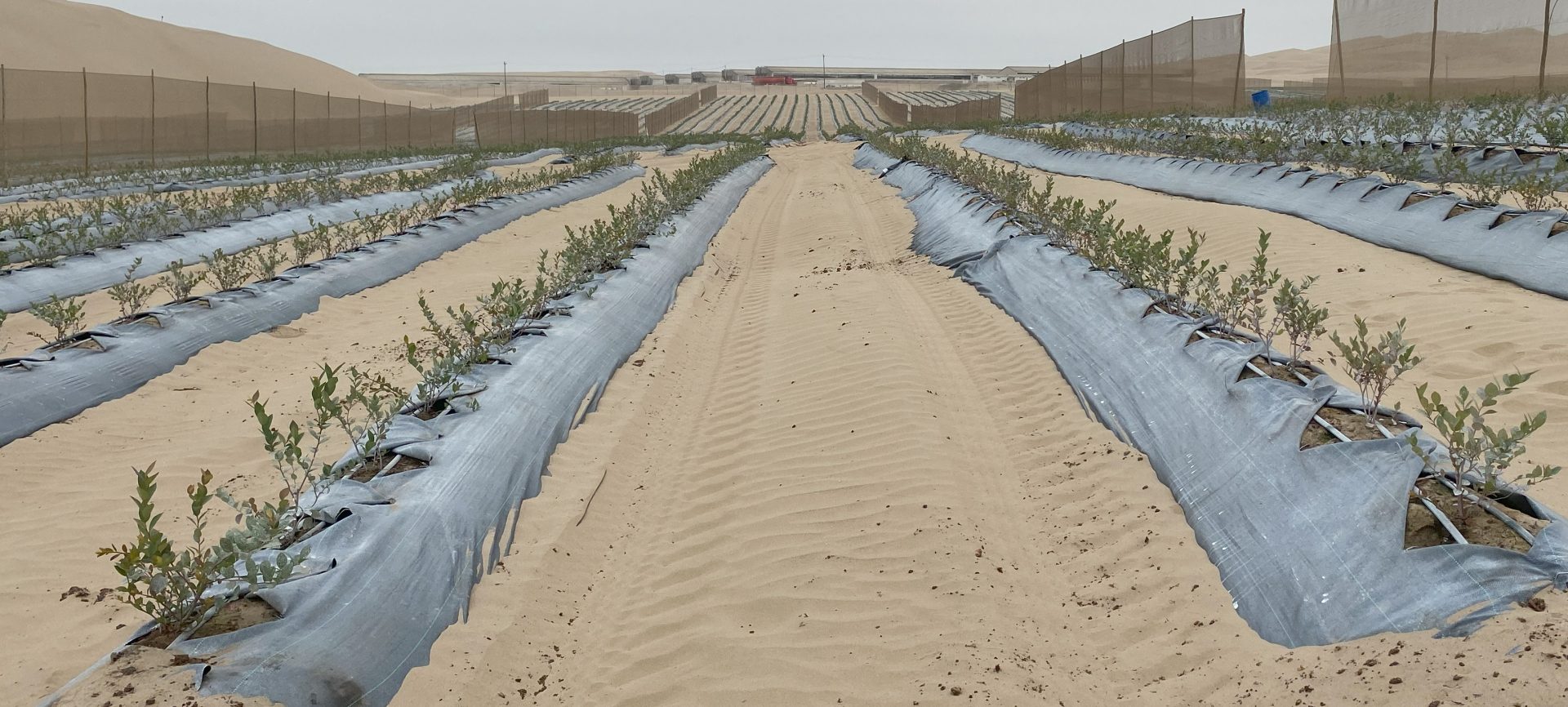 Fertilización en arándano Molinos & Cía