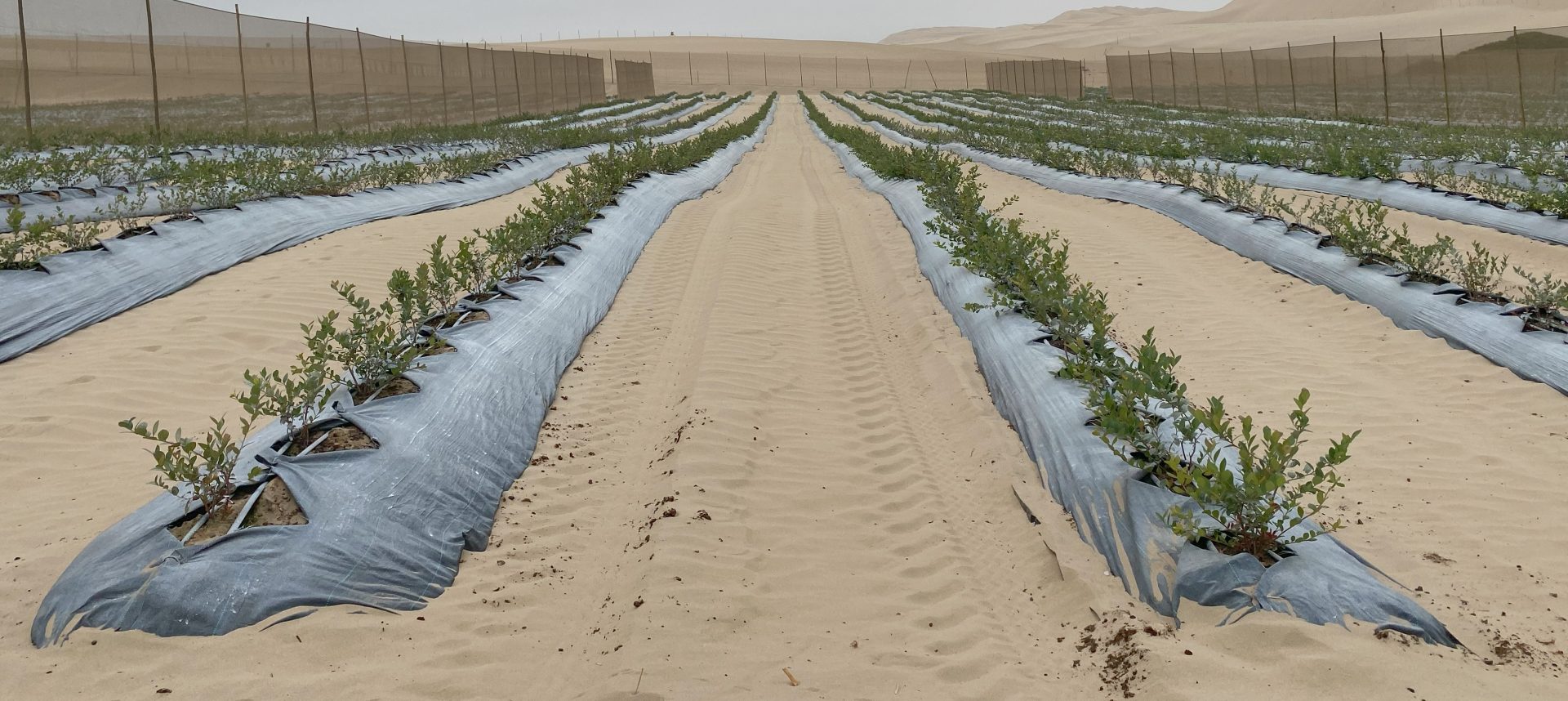 Fertilización en arándano Molinos & Cía