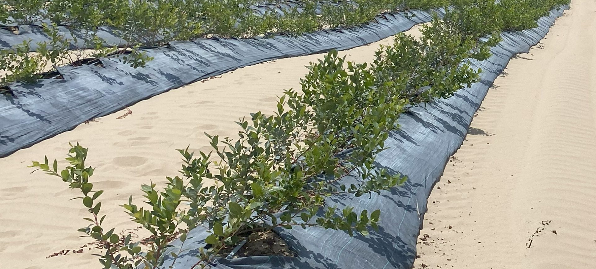 Fertilización en arándano Molinos & Cía